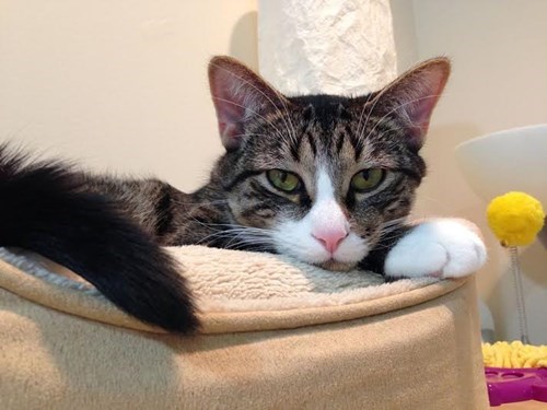 Featured Fur Monster: Gut Z is One Gutsy Kitty - Lolcats - lol | cat ...