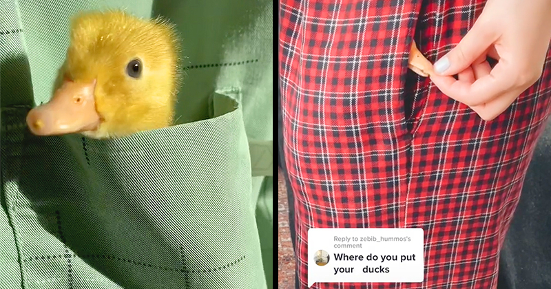 Viral Video of the Cutest Duckling Eat Snacks From Inside a Pocket Is ...