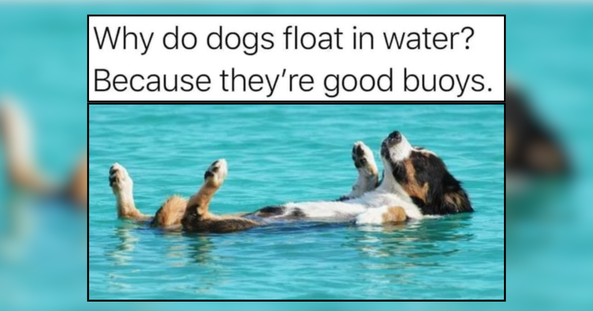 21 Fun in the Sun Doggos for Pre-Summer Smiles - Animal Comedy - Animal ...