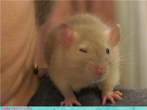 I Can Has Cheezburger? - shoulder - Page 2 - Funny Animals Online ...