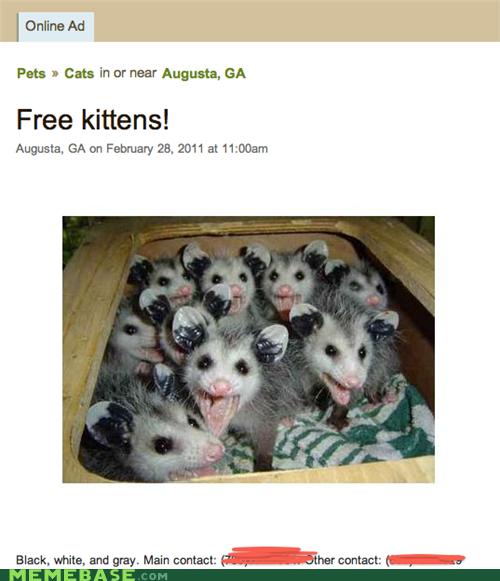 The Lost Cat Was Pregnant! - Art of Trolling - Troll | Trolling | Yahoo Answers | Omegle