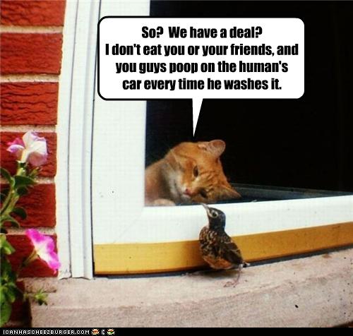 I Can Has Cheezburger?