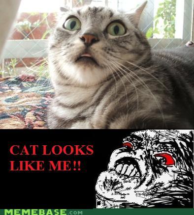 Raisins The Cat! - Memebase - Funny Memes