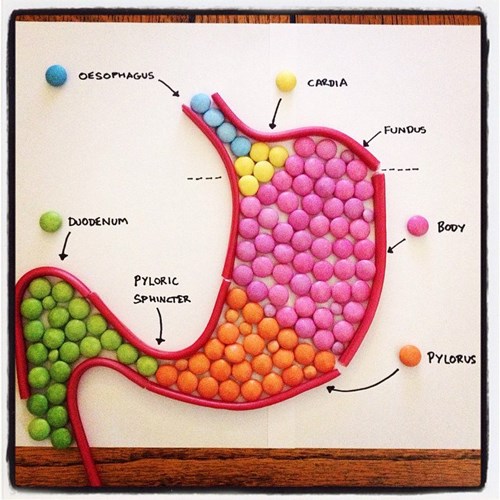 Candy Anatomy Is Delicious and Informative - School of Fail - homework ...