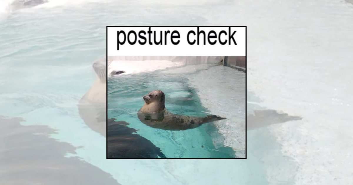 22 Seal Memes Belly-Flopping Into Your Heart - Animal Comedy - Animal ...