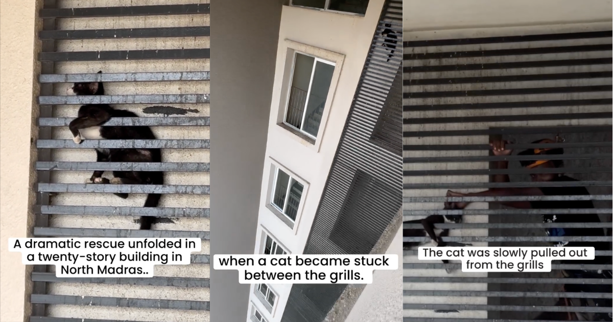 Authorities respond to distressed cat trapped in grills of 20 story ...