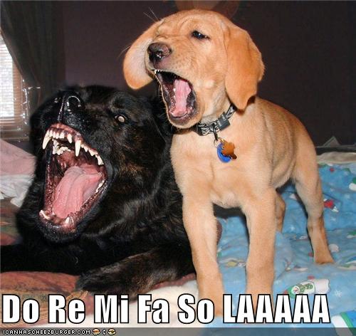 I Has A Hotdog - singing - Funny Dog Pictures | Dog Memes | Puppy ...