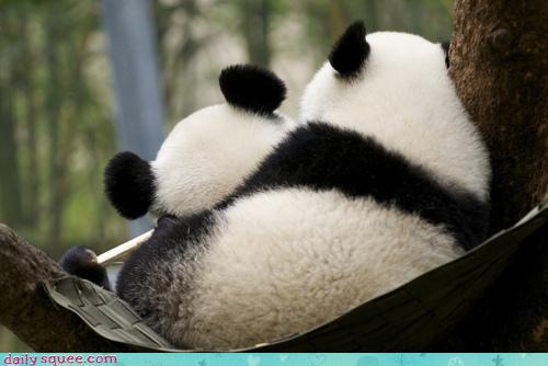 Daily Squee - Cute Animals - Cute Baby Animals - Cute Animal Pictures ...