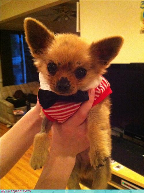 Daily Squee - Cute Animals - Cute Baby Animals - Cute Animal Pictures ...