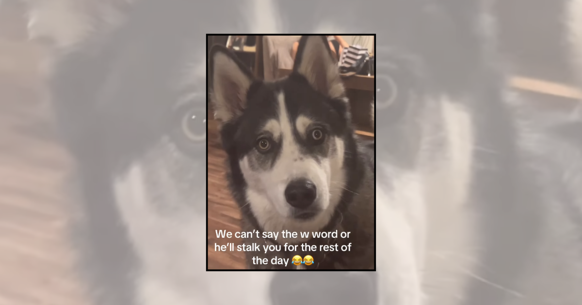 'Wanna go for a walk?': 23 Doggos hearing the magic word and going ...