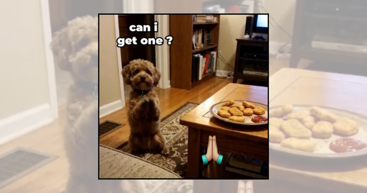 'I like those very much': 21 Cute doggos begging for food like every ...