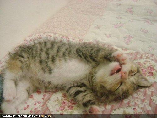 I Can Has Cheezburger?