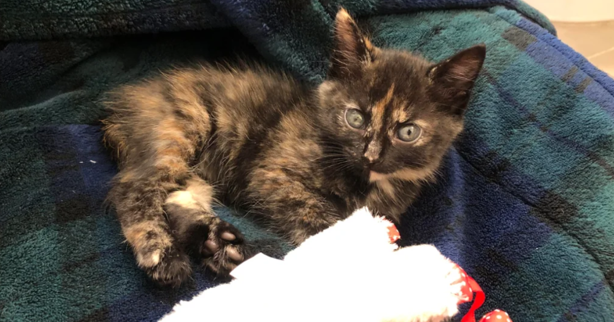 'Lucky' small kitten runs in front of moving cars on highway, driver ...