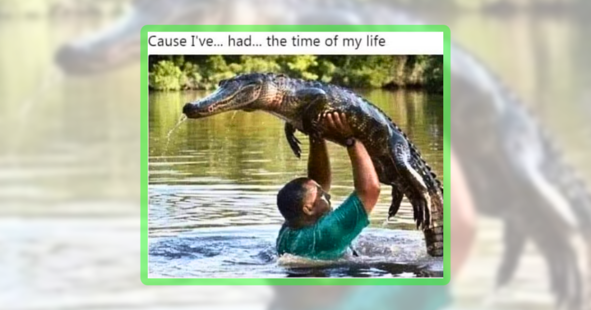 22 Alligator Memes to Sink Your Teeth Into This Week - Animal Comedy ...