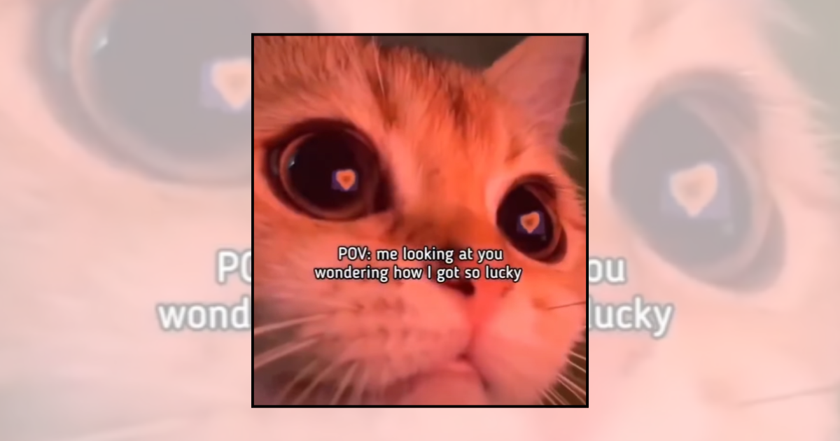 'I wish we were together right meow': 21 Heartwarming cat memes to send ...