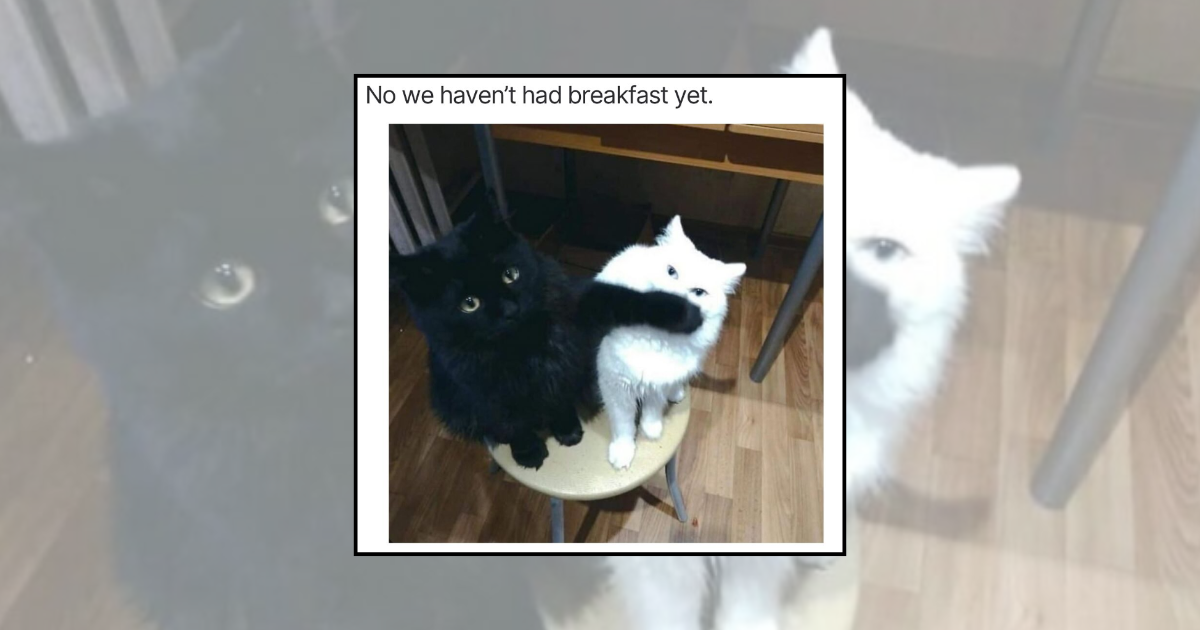 'I haven't eaten in years': 23 Hungry Cats Begging for Food Like Their ...