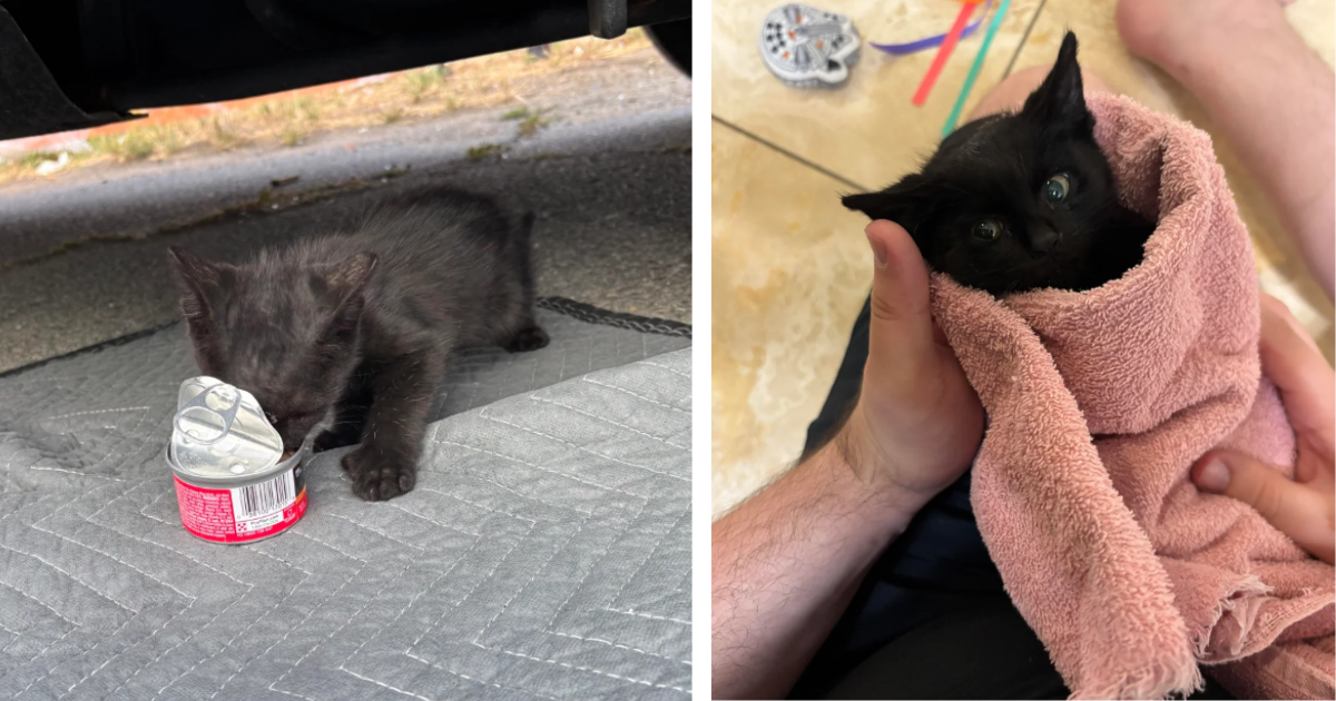 Sweet baby black cat found in San Francisco running along highway by ...