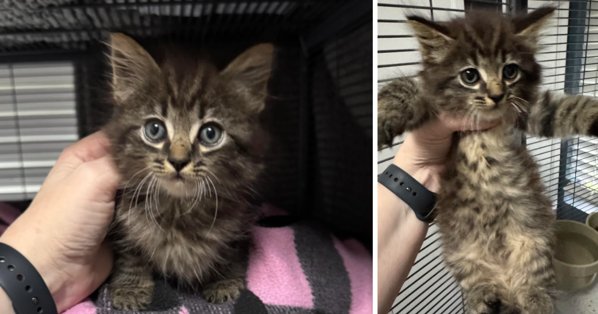 Kitten scurries around California garage, owner sets traps to catch the ...