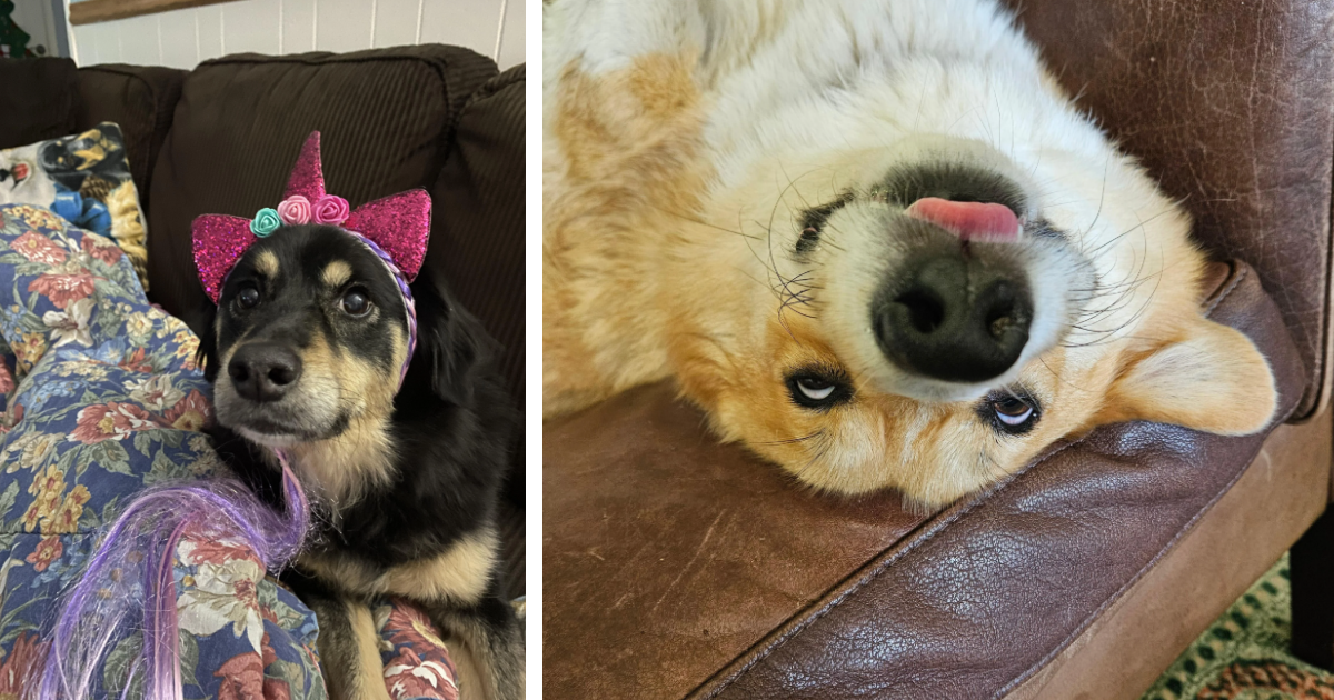 23 Funny Pupper Pics for your Awwfternoon Soul Soothing Session ...