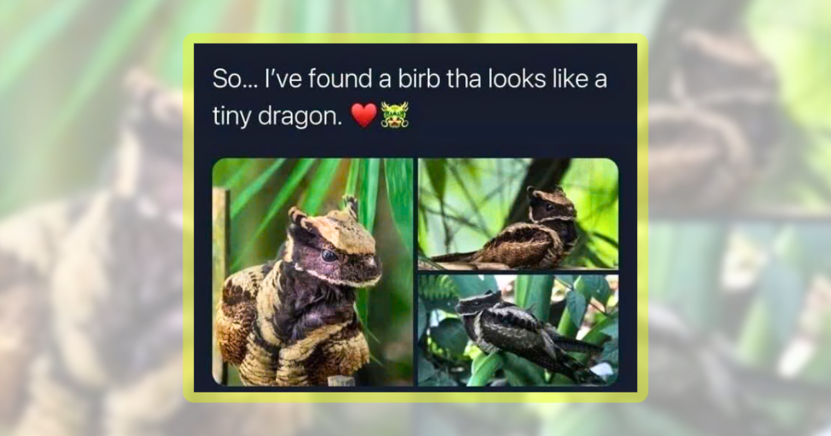 'I just cawed to say I love you': 19 Tweetheart feathery friends ...
