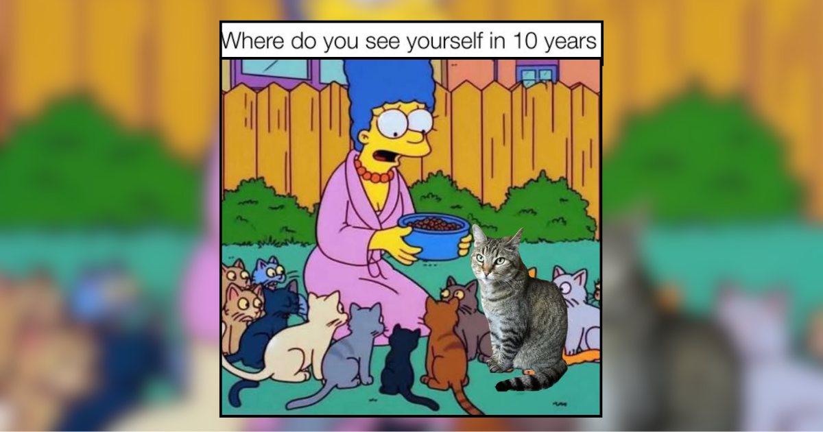 Millennial Cat Memes For Folks Who Have a Fur Baby Instead of Real Baby ...