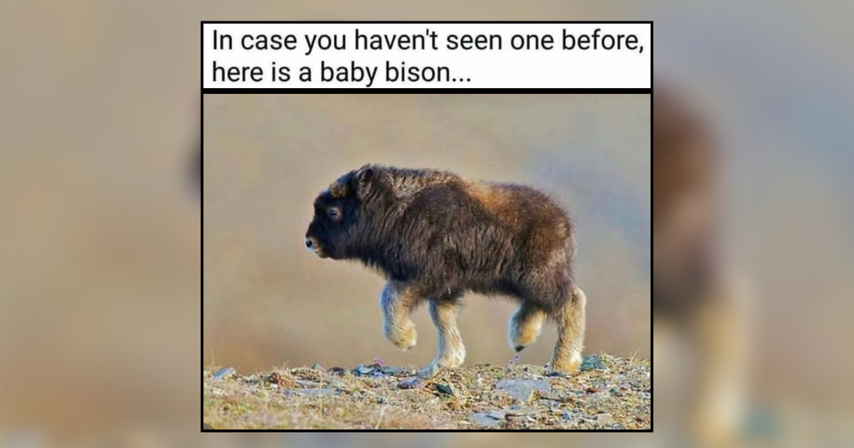 A Nursery of Tiny Baby Animals For Weekend Whimsy - Animal Comedy ...