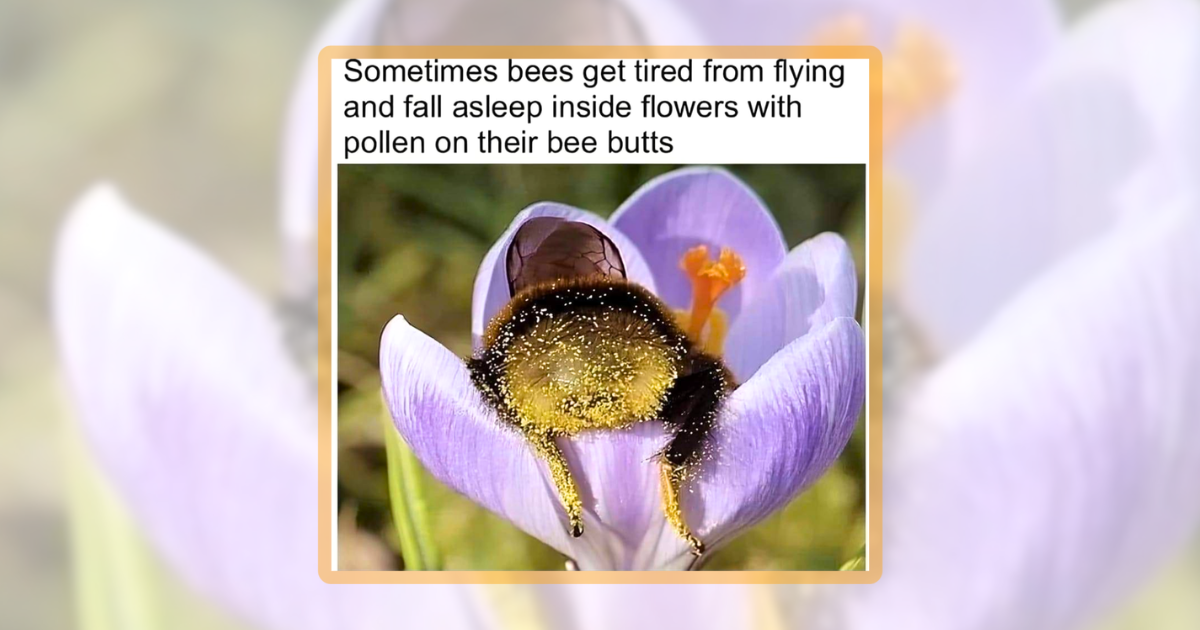 18 Un-Bee-Lievably Cute Memes to Pollinate Your Hive of Happiness ...