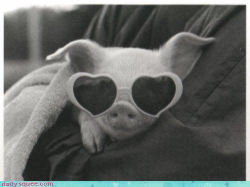 Daily Squee - Cute Animals - Cute Baby Animals - Cute Animal Pictures ...