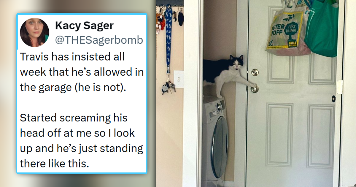 30 of the Funniest and Freshest Feline Tweets to Fill Your Week With ...
