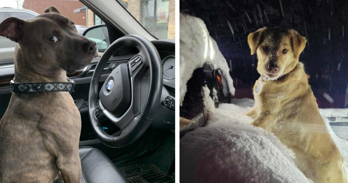 20 Cute Canines in Cars Craving the Tantalizing Taste of Adventure ...