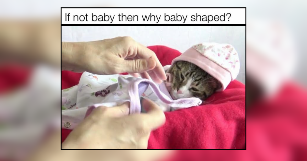 25 Snuggly Fluffy Felines for a Much-Needed Calming Comfort Reset - I ...