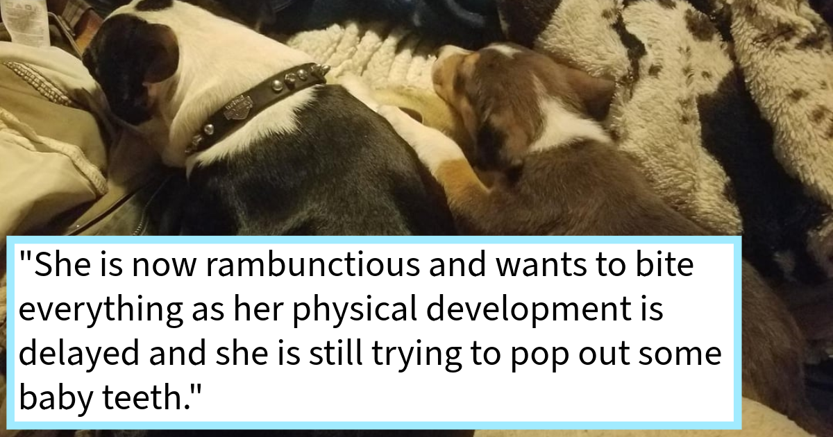 Beagle puppy dumped from car found by senior citizen who called upon ...