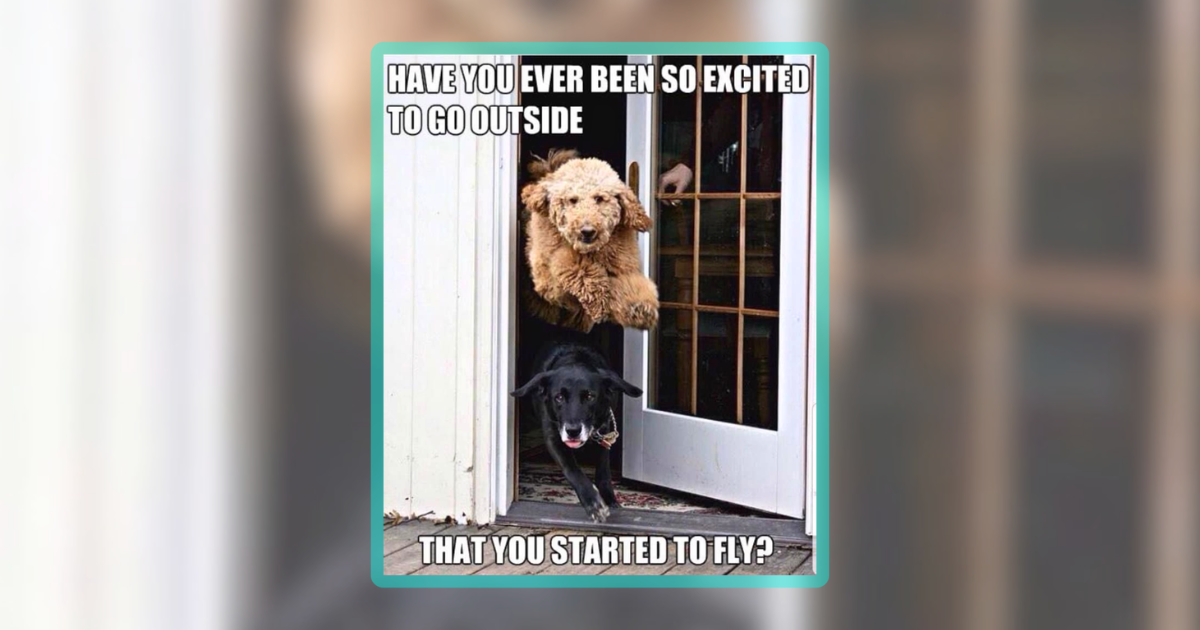 25 Blissful Borker Memes to Share With Both Dogs and People - Animal ...