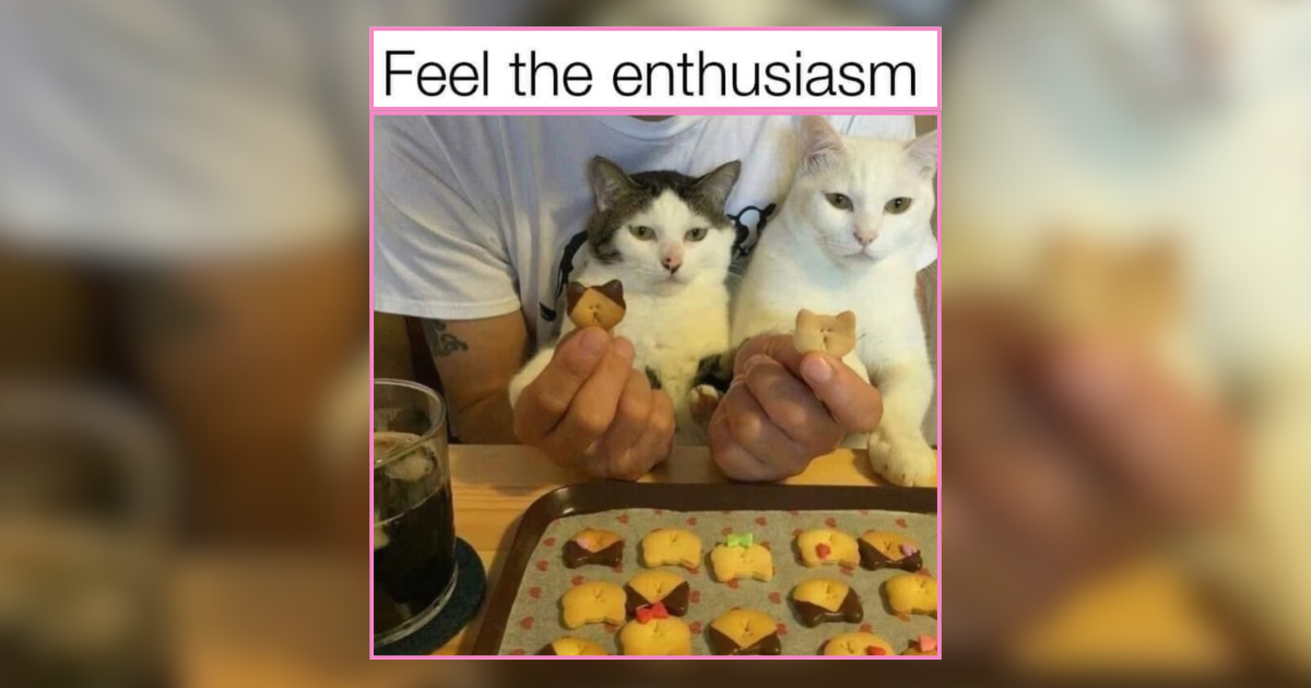 Sweet as Pie Cat Memes For a Dose of Deliciousness This Morning - I Can ...