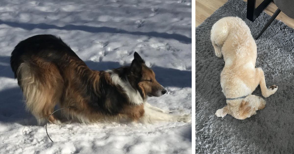 20 Calming Canine Yogis fur Hardworking Hoomans Who Yearn for some ...