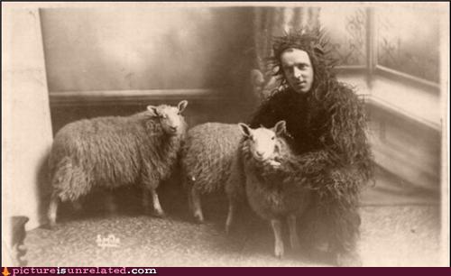 Charlie Sheep - Picture Is Unrelated - Funny Picture | Funny Video ...