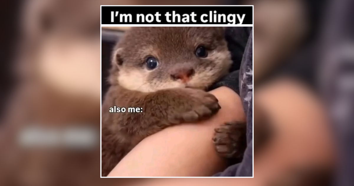 Adorable Otter Memes Outrageously Outshining Other Animals - Animal ...