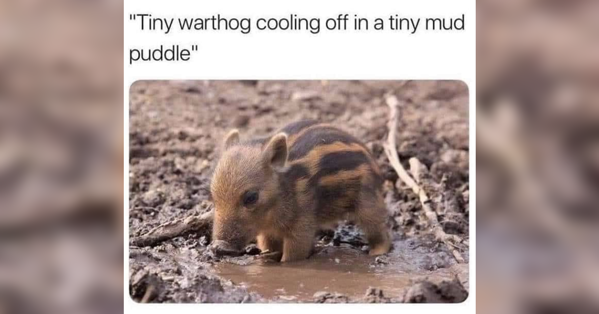 The Best Heartwarmingly Wholesome Memes and Posts of the Week ...