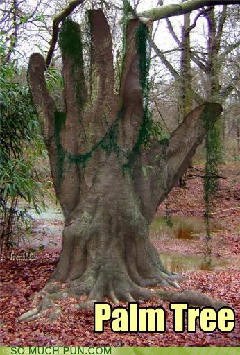 Puns - Palm Tree - Funny Puns - Pun Pictures - Cheezburger