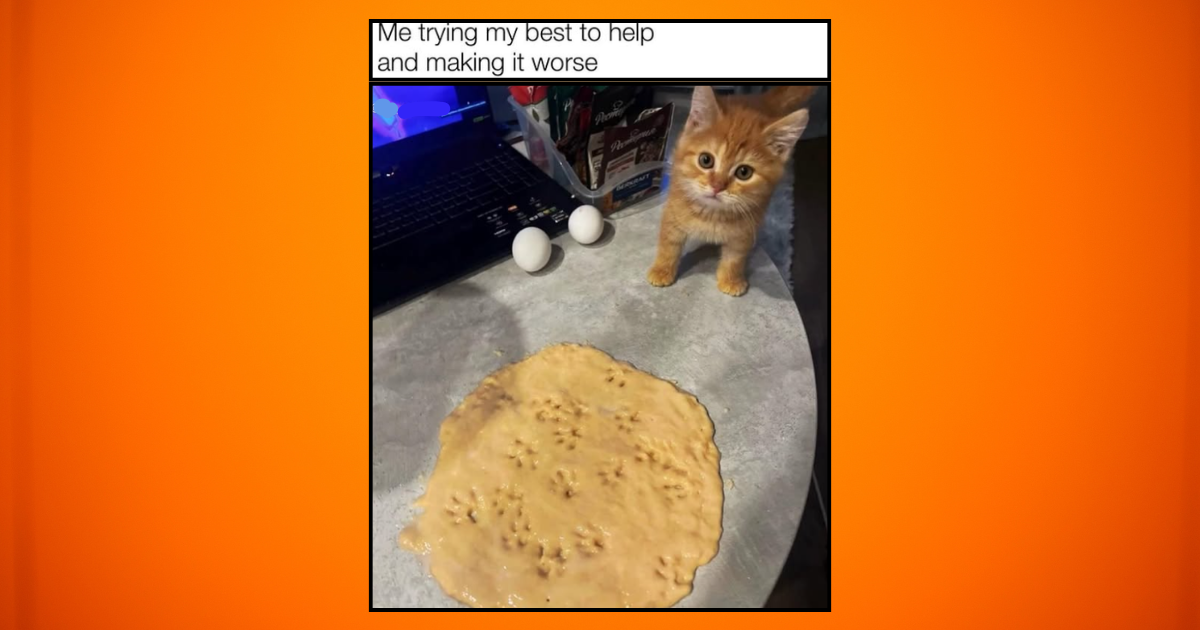 One Brain Cell Ginger Cats For Monday Madness - I Can Has Cheezburger?
