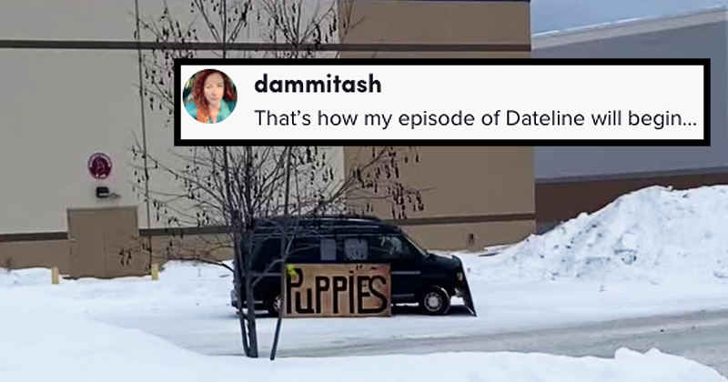 Puppies or Kidnapped? TikTok of Woman Seeing a Shady Van with "Puppies ...