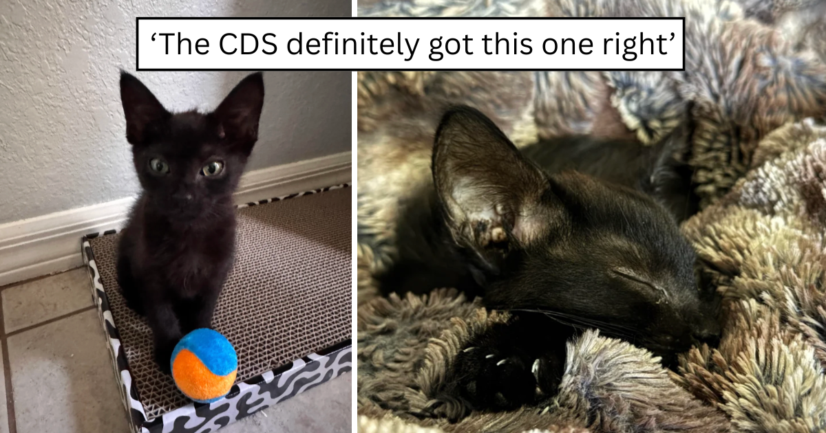 A shy little girl struggling with confidence helped a rescued black ...