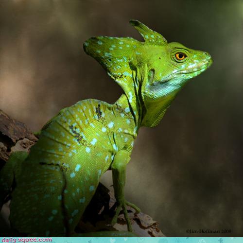 Daily Squee - Cute Animals - Cute Baby Animals - Cute Animal Pictures ...