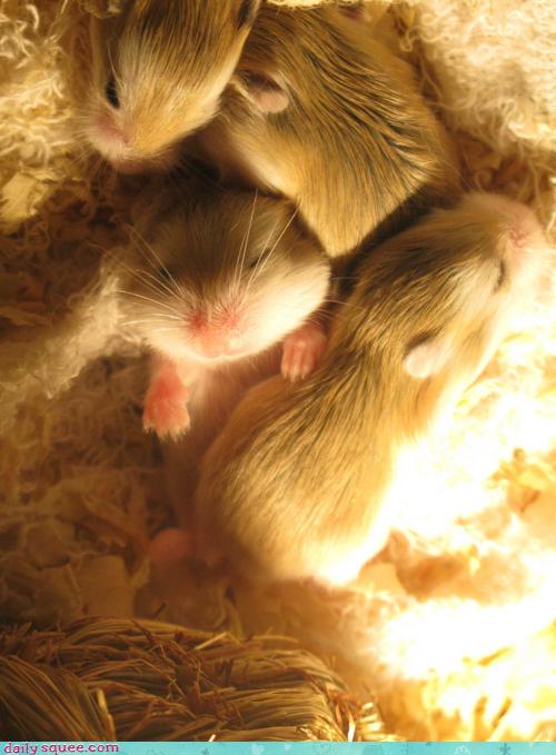 Cute Baby Hamsters Sleeping