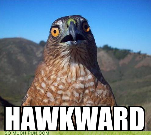 Puns - hawk - Funny Puns - Pun Pictures - Cheezburger