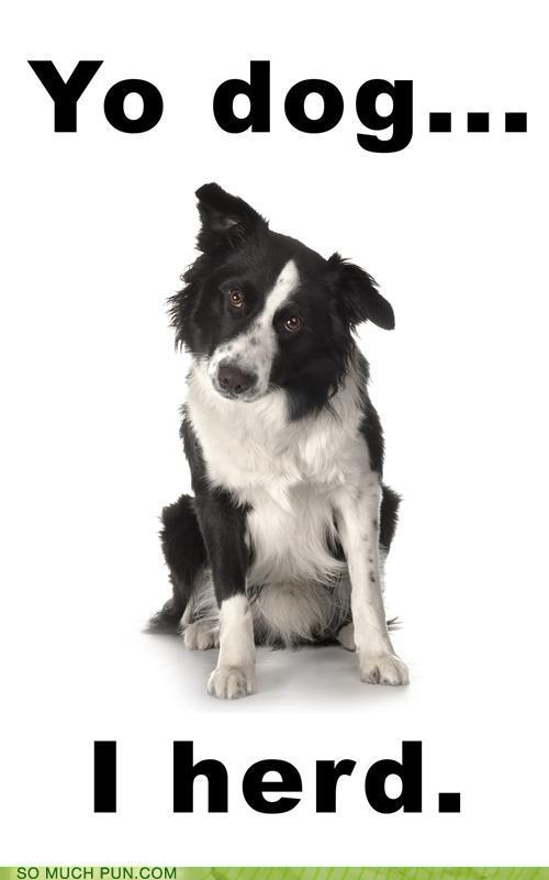 Puns - herd - Funny Puns - Pun Pictures - Cheezburger