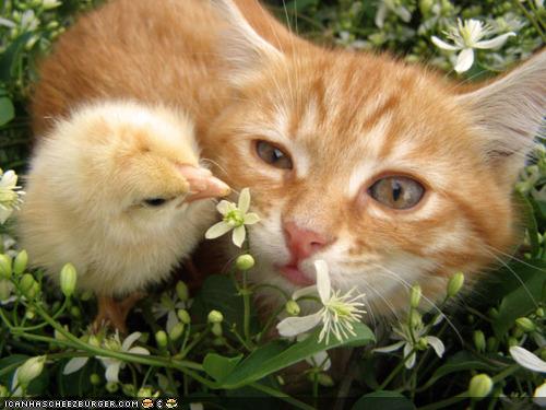 I Can Has Cheezburger?