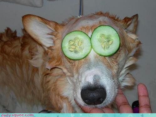 Daily Squee - Cute Animals - Cute Baby Animals - Cute Animal Pictures ...