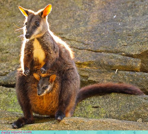 Daily Squee - wallaby - Page 2 - Cute Animals in the Cutest Pictures ...