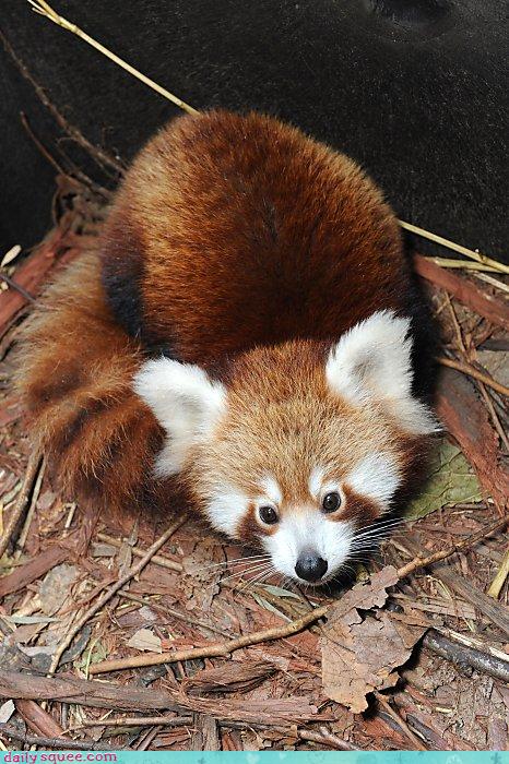 Cheezburger - hypnotized - I Can Has Cheezburger | Failblog | Memebase ...